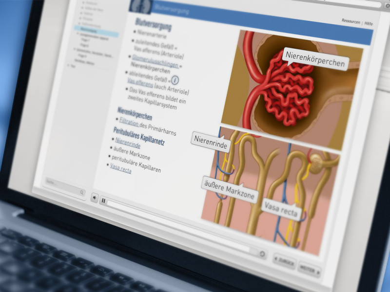 SYSDES - iSMK Lernmodul "Harnorgane"