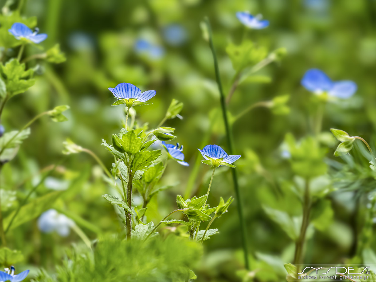 SYSDES - Frühling im Botanischen Garten